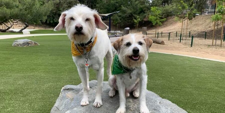 Eagle Rock Dog Park | ForeverLawn, Inc.
